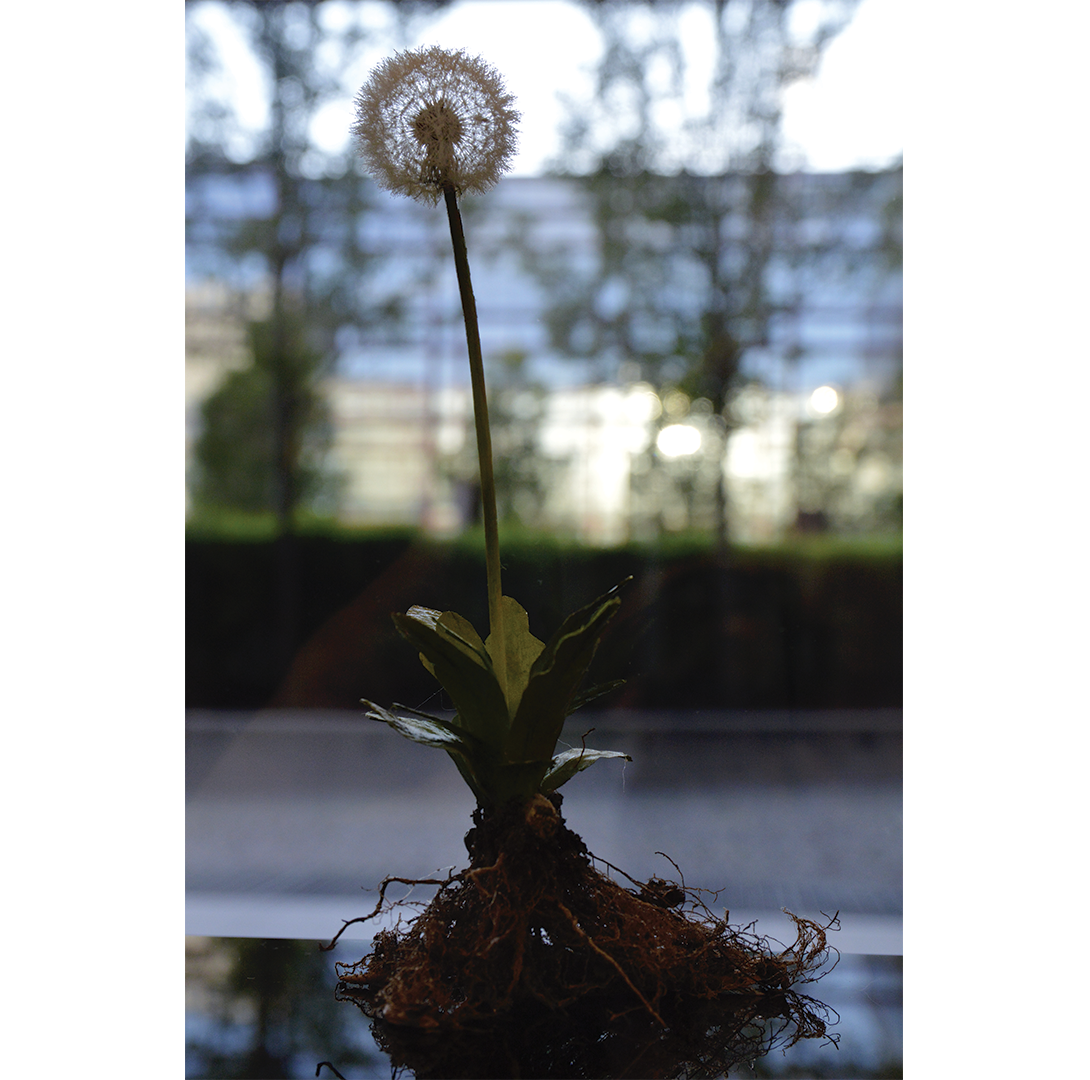 L'orMa di Lorenzo Mariani